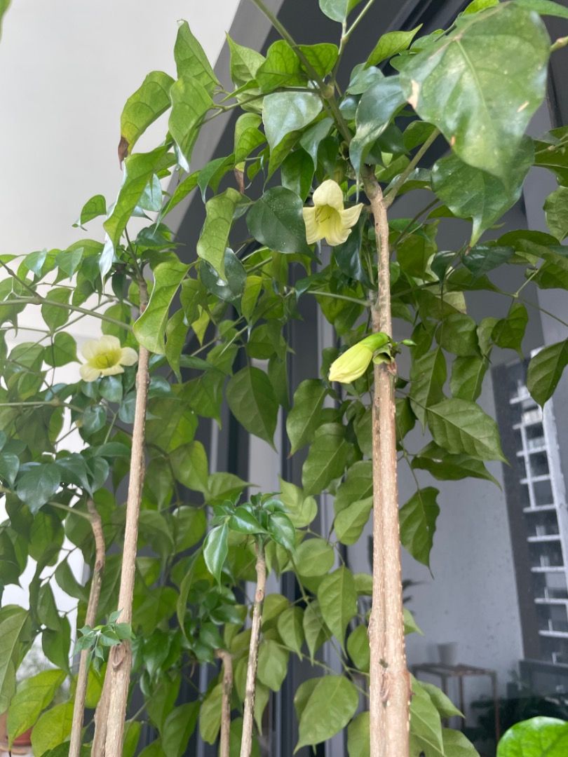 Golden Jasmine Tree (radermachera hainanensis) ~180cm, Furniture & Home ...