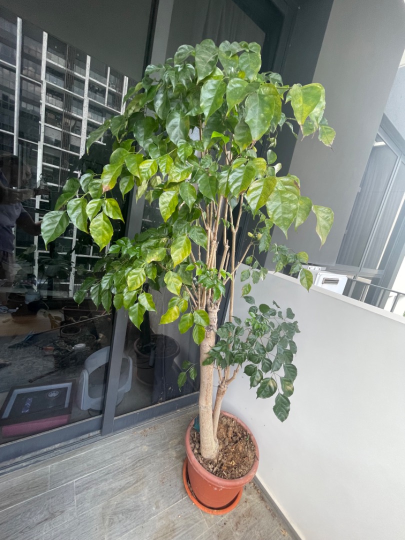Golden Jasmine Tree (radermachera hainanensis) ~180cm, Furniture & Home ...