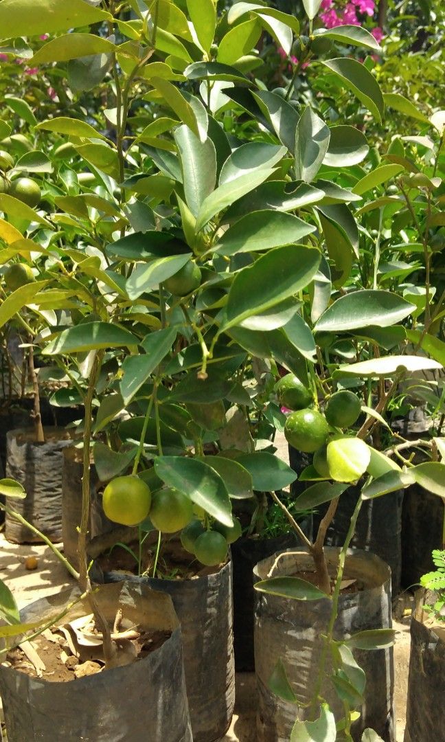 Grafted calamansi, Furniture & Home Living, Gardening, Plants & Seeds ...