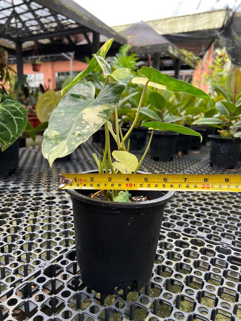 Philodendron Burle Max, Furniture & Home Living, Gardening, Plants ...