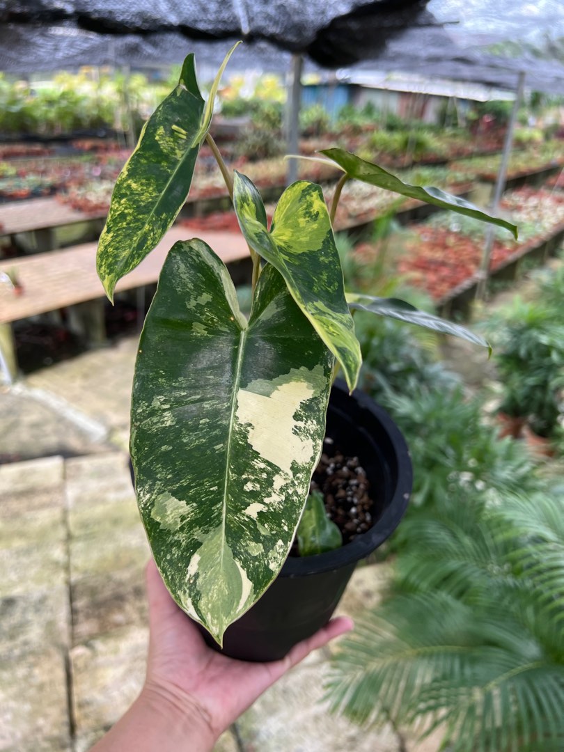 Philodendron Burle Max, Furniture & Home Living, Gardening, Plants ...