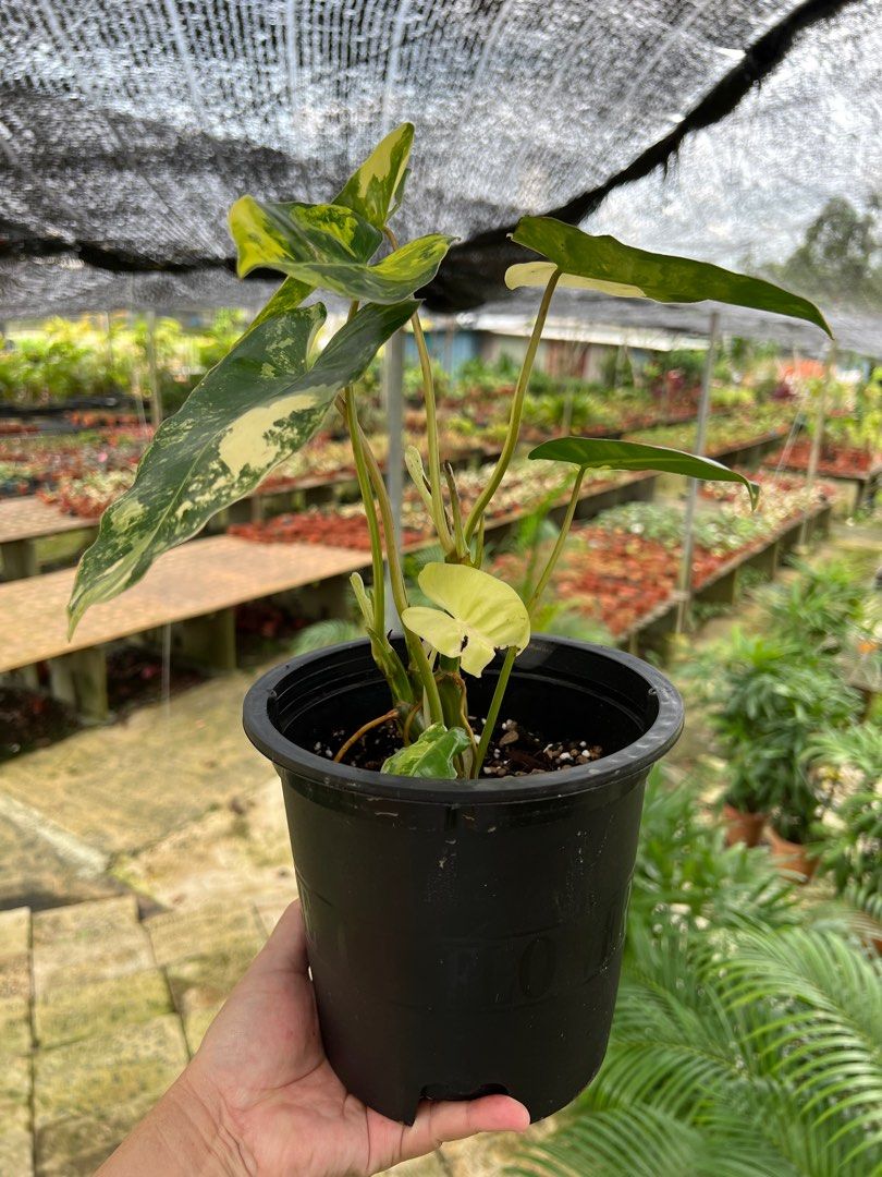 Philodendron Burle Max, Furniture & Home Living, Gardening, Plants ...