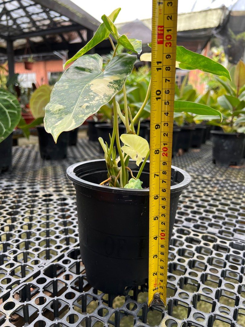 Philodendron Burle Max, Furniture & Home Living, Gardening, Plants ...