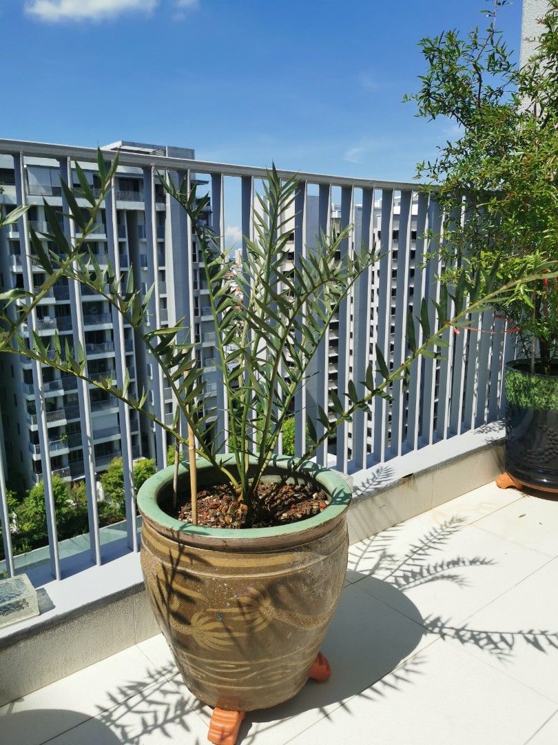 Rare Blue Cycad(Encephalartus Horridus), Furniture & Home Living ...