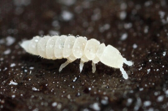 White Springtails Culture, Pet Supplies, Pet Food on Carousell