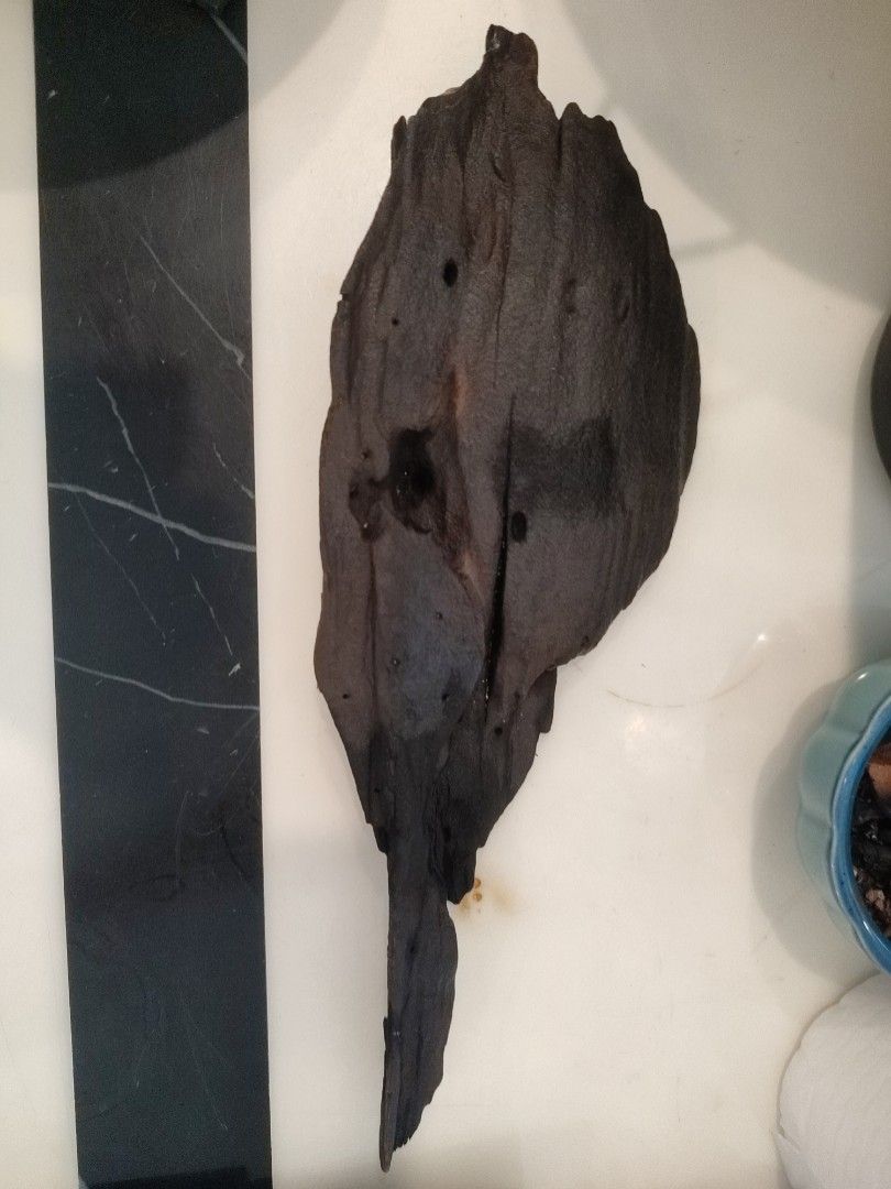 250 Grams Kemuning Hitam AAA Hard Quality / From West Malaysia Mountain ...