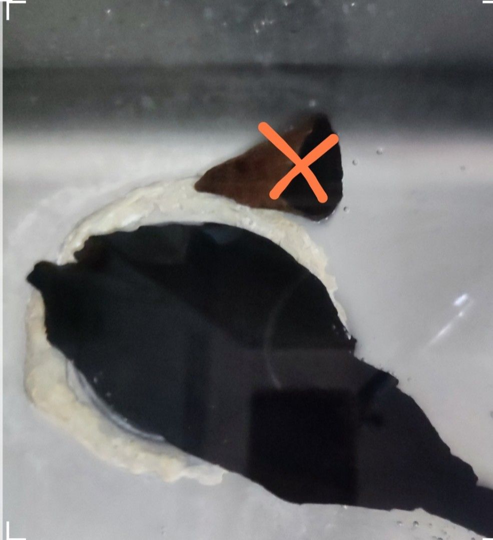 250 Grams Kemuning Hitam AAA Hard Quality / From West Malaysia Mountain ...