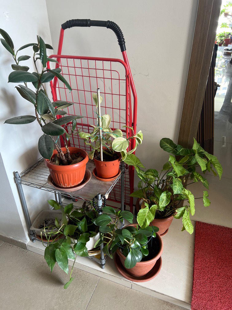 5 plants for for 15, Furniture & Home Living, Gardening, Plants & Seeds ...