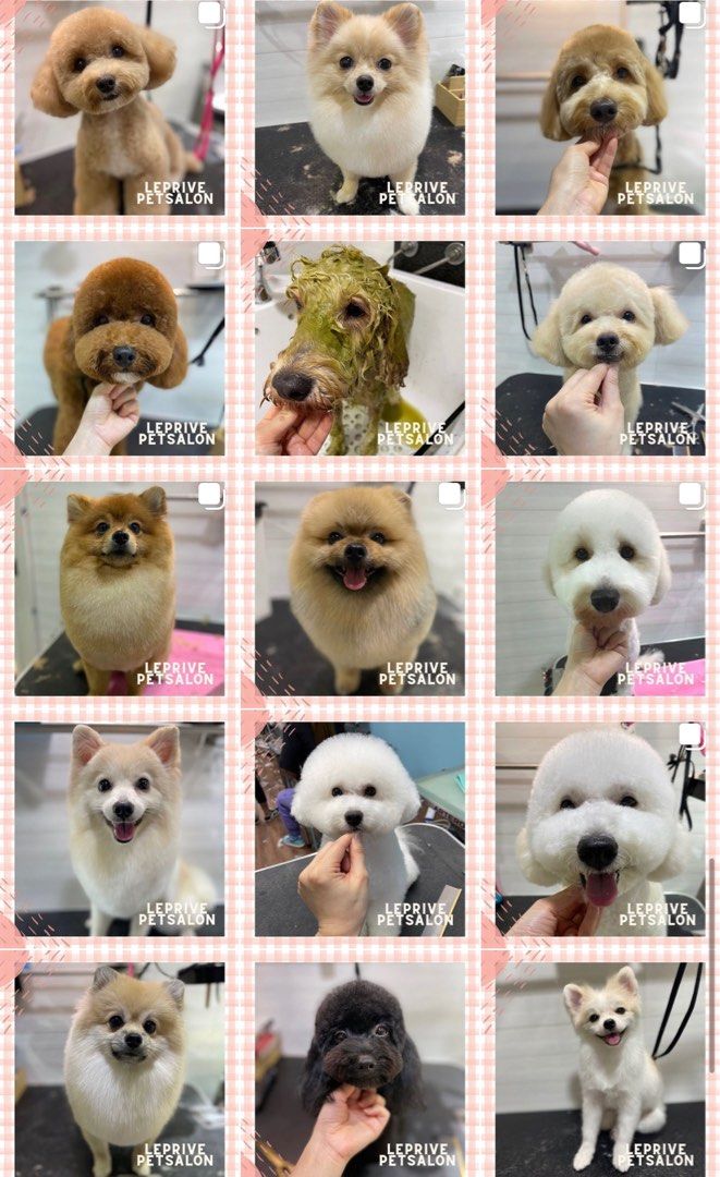 [CBD] Puppy Dog Grooming / Kitten Grooming (Home Based) Poodle ...