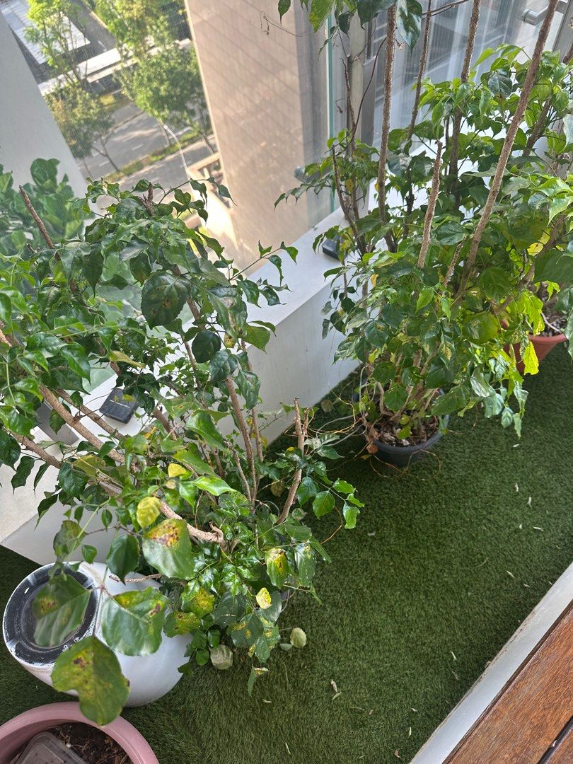 China doll tree for sale 2 available, Furniture & Home Living ...