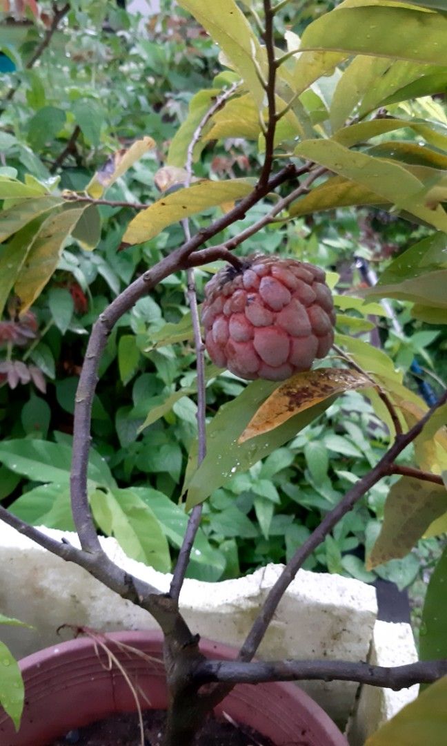 Custard apple (pink color fruit) 1 feet 8 inches tall., Furniture ...
