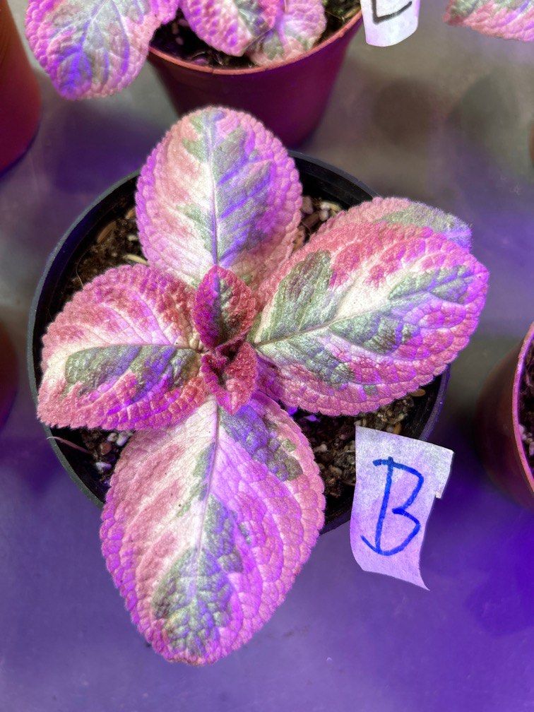 Episcia Cleopatra $15 each . 2for $28, Furniture & Home Living ...
