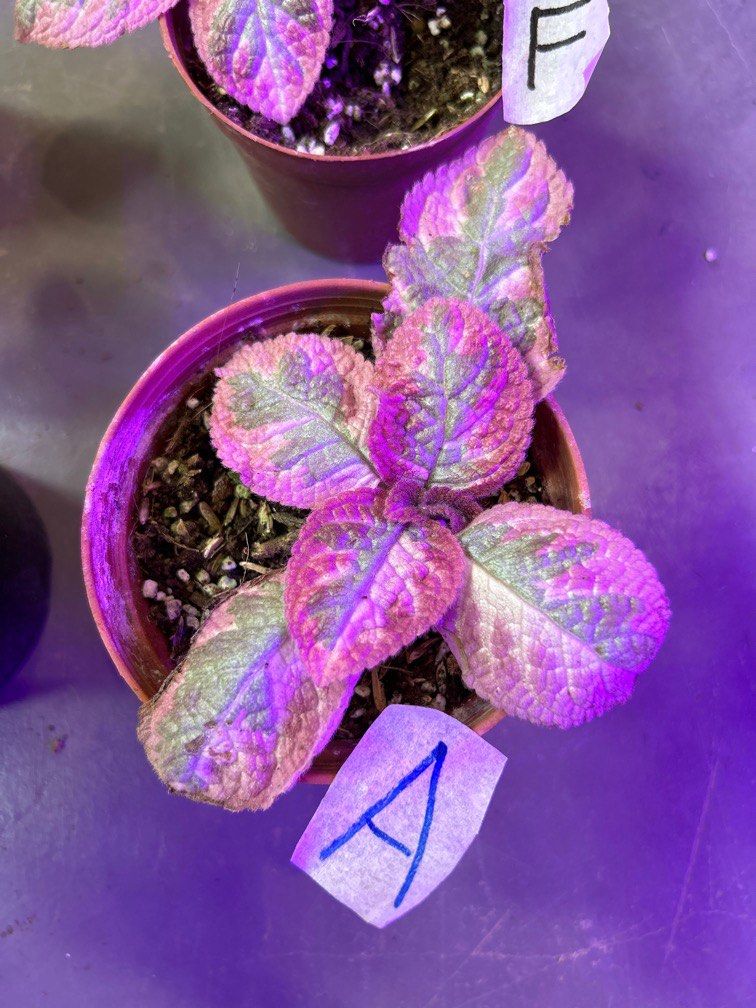 Episcia Cleopatra $15 each . 2for $28, Furniture & Home Living ...