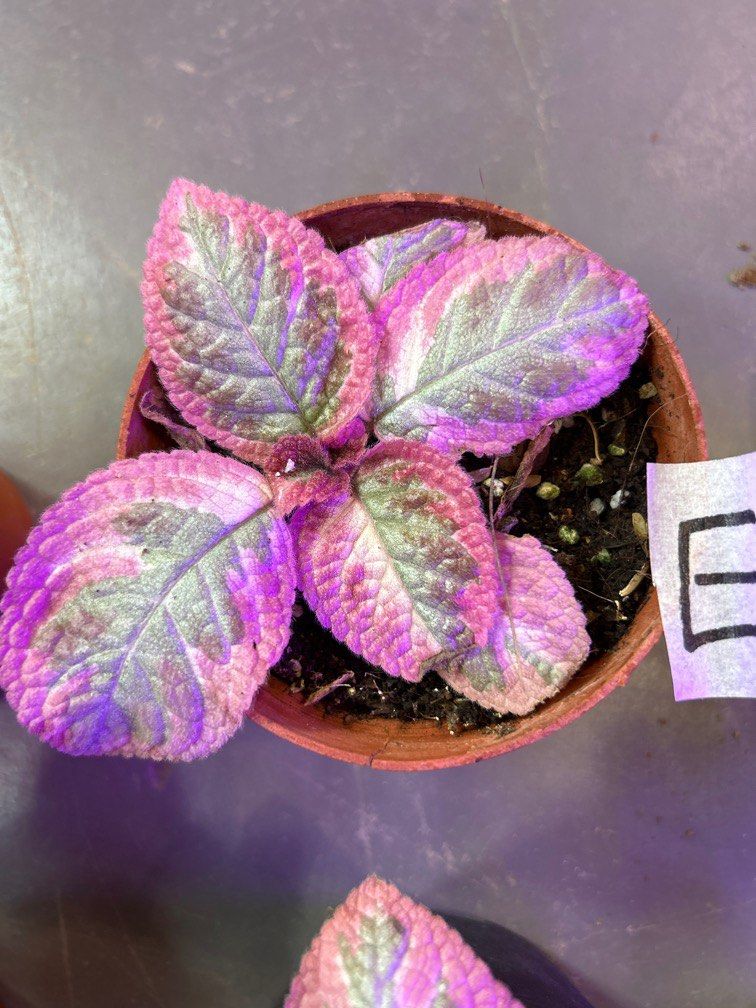 Episcia Cleopatra $15 each . 2for $28, Furniture & Home Living ...