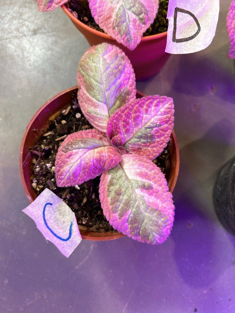 Episcia Cleopatra $15 each . 2for $28, Furniture & Home Living ...