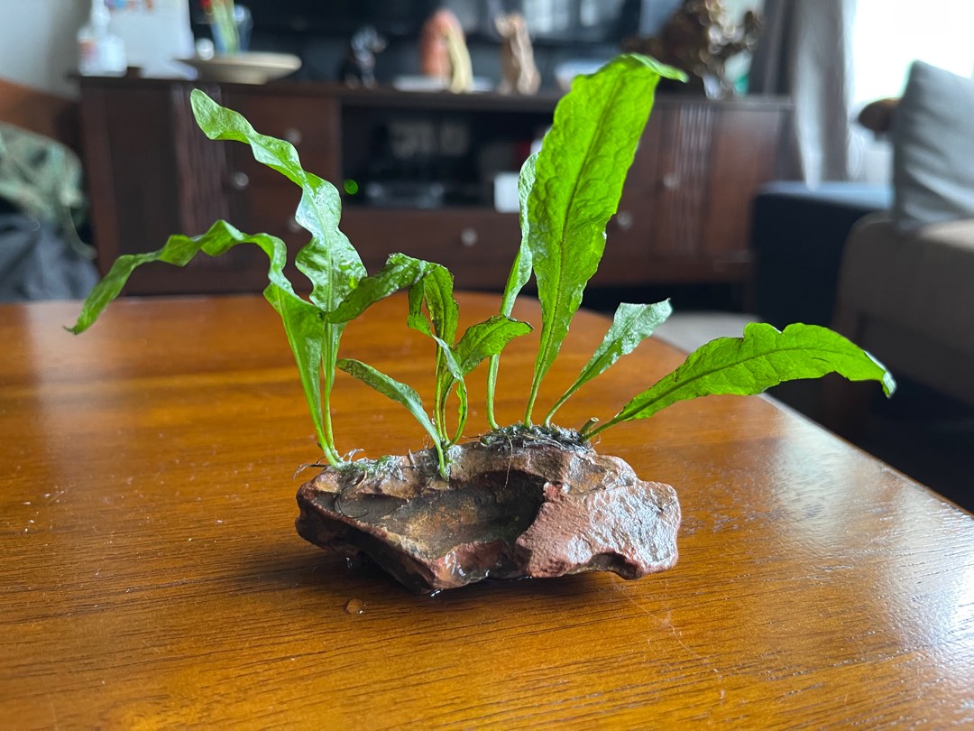 Java fern on dragon stone, Furniture & Home Living, Gardening, Plants ...