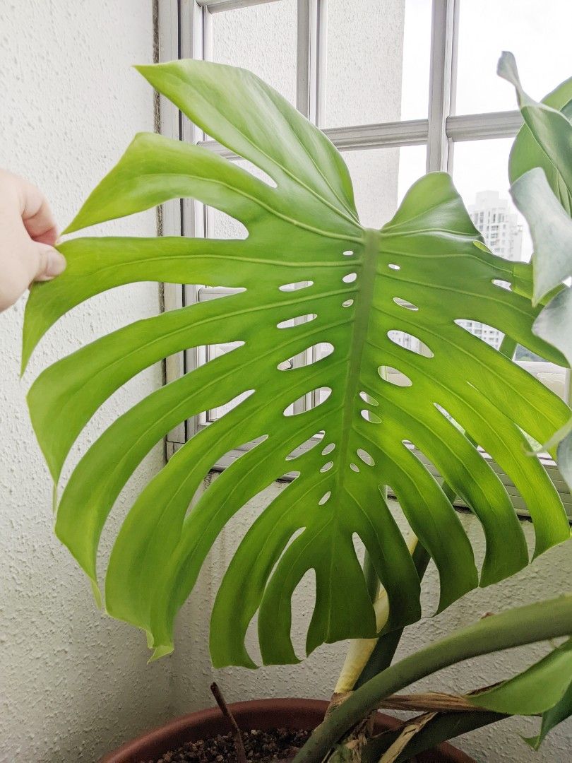Massive Monstera Deliciosa, Furniture & Home Living, Gardening, Plants ...