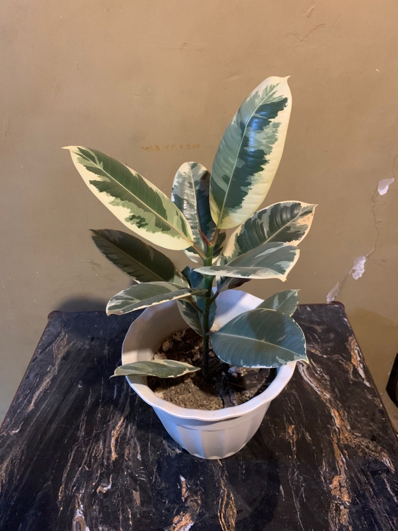 Rubber tree white tineke, Furniture & Home Living, Gardening, Plants ...