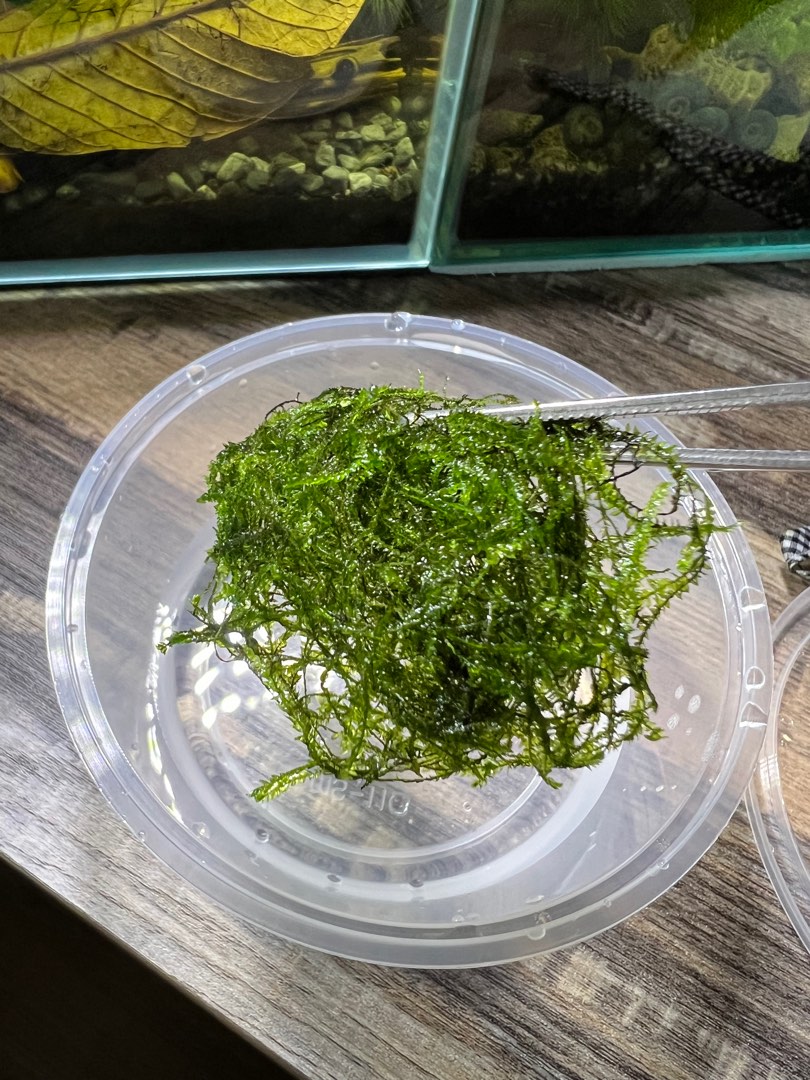 Aquatic Aquarium Plant - Java Moss, Furniture & Home Living, Gardening ...