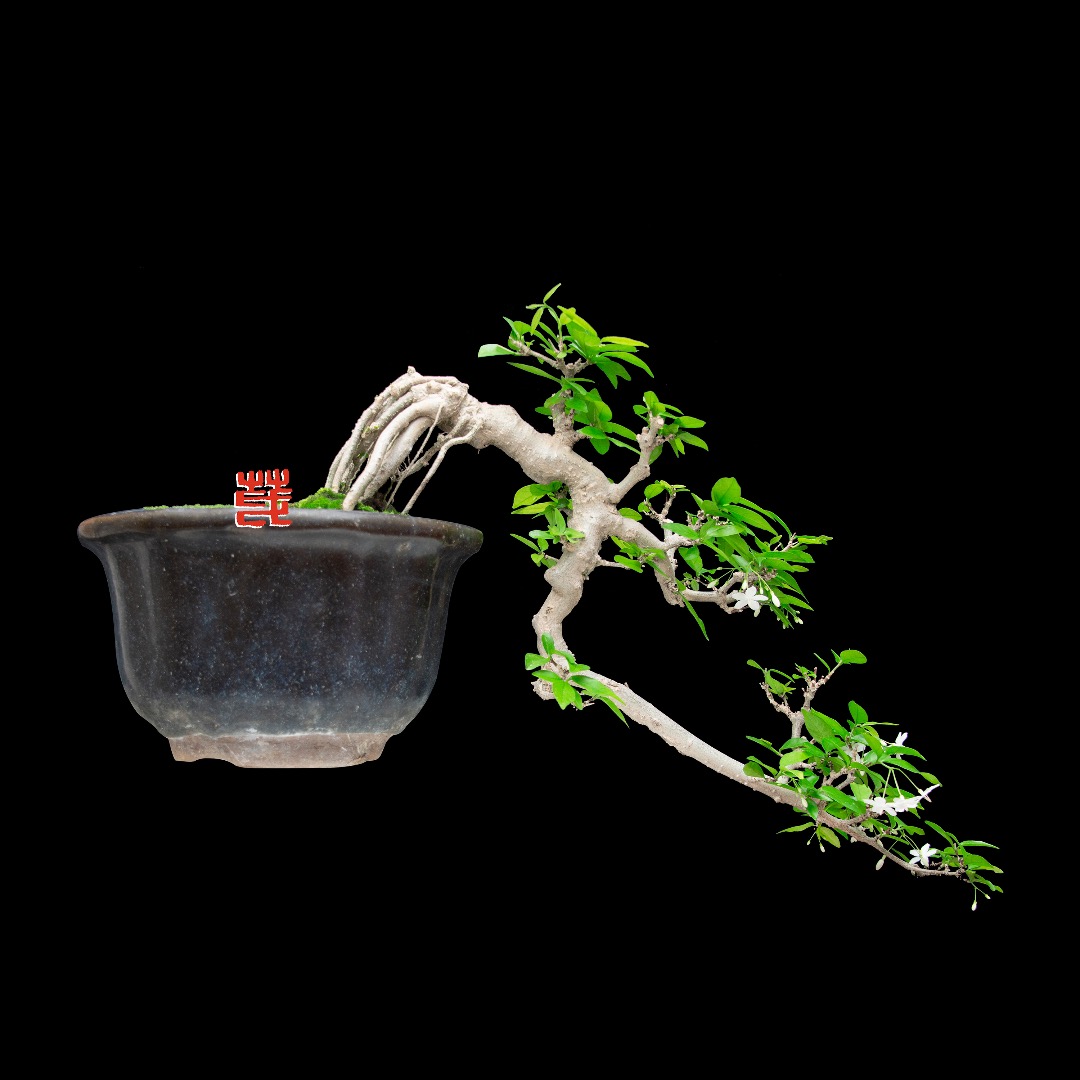 Bonsai 58cm Shui Mei Water Jasmine Wrightia Religiosa, Furniture & Home ...