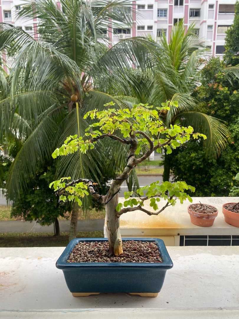 Brazilian Raintree Bonsai, Furniture & Home Living, Gardening, Plants ...