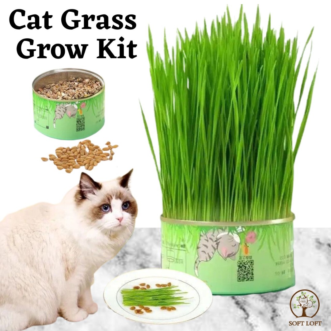 Grow your Cats organic Grass Planting Pot Cat Snacks To Remove Hair ...