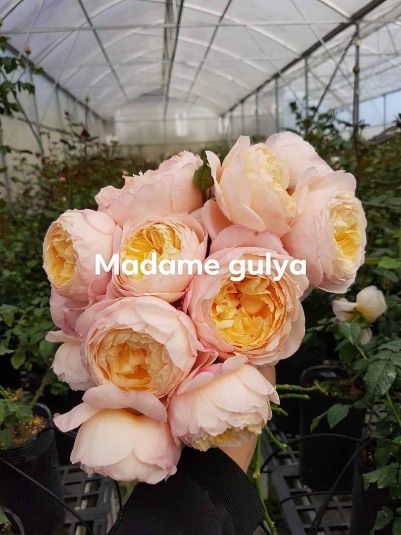 Madame Gulya rose (live and healthy plant), Furniture & Home Living ...