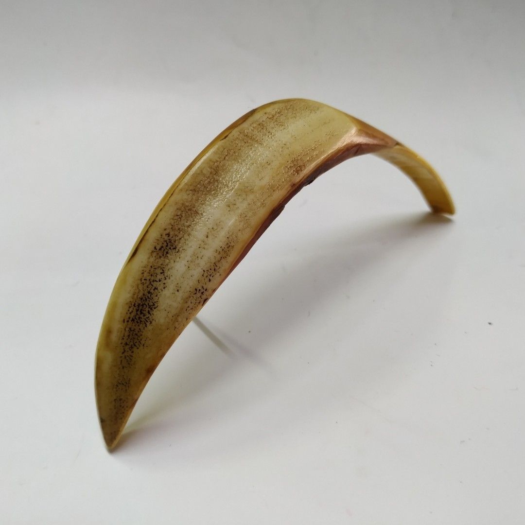 Rare ancient boar tooth, Hobbies & Toys, Collectibles & Memorabilia ...
