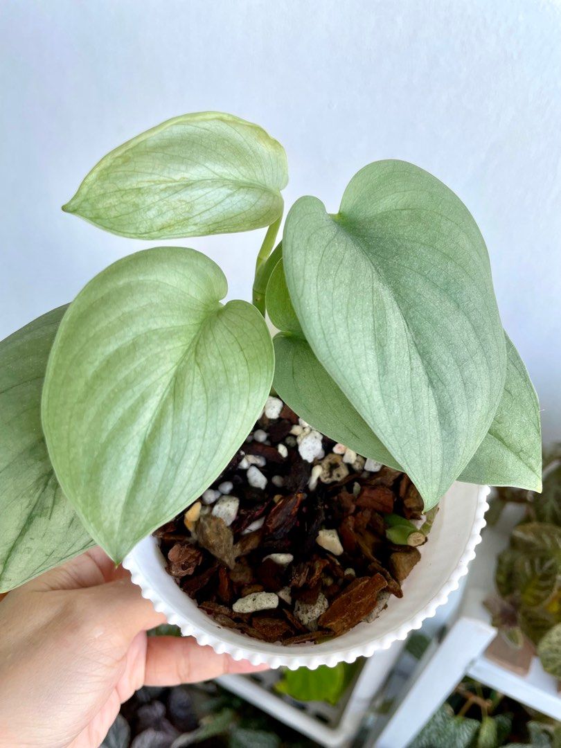 Scindapsus Silver Hero, Furniture & Home Living, Gardening, Plants ...