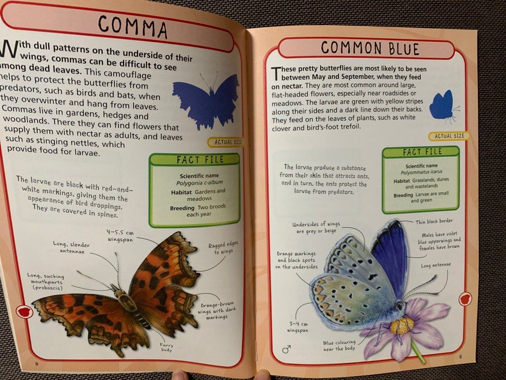 Spot 50 Insects - How to identify 50 species, 興趣及遊戲, 書本 & 文具, 小朋友書 ...