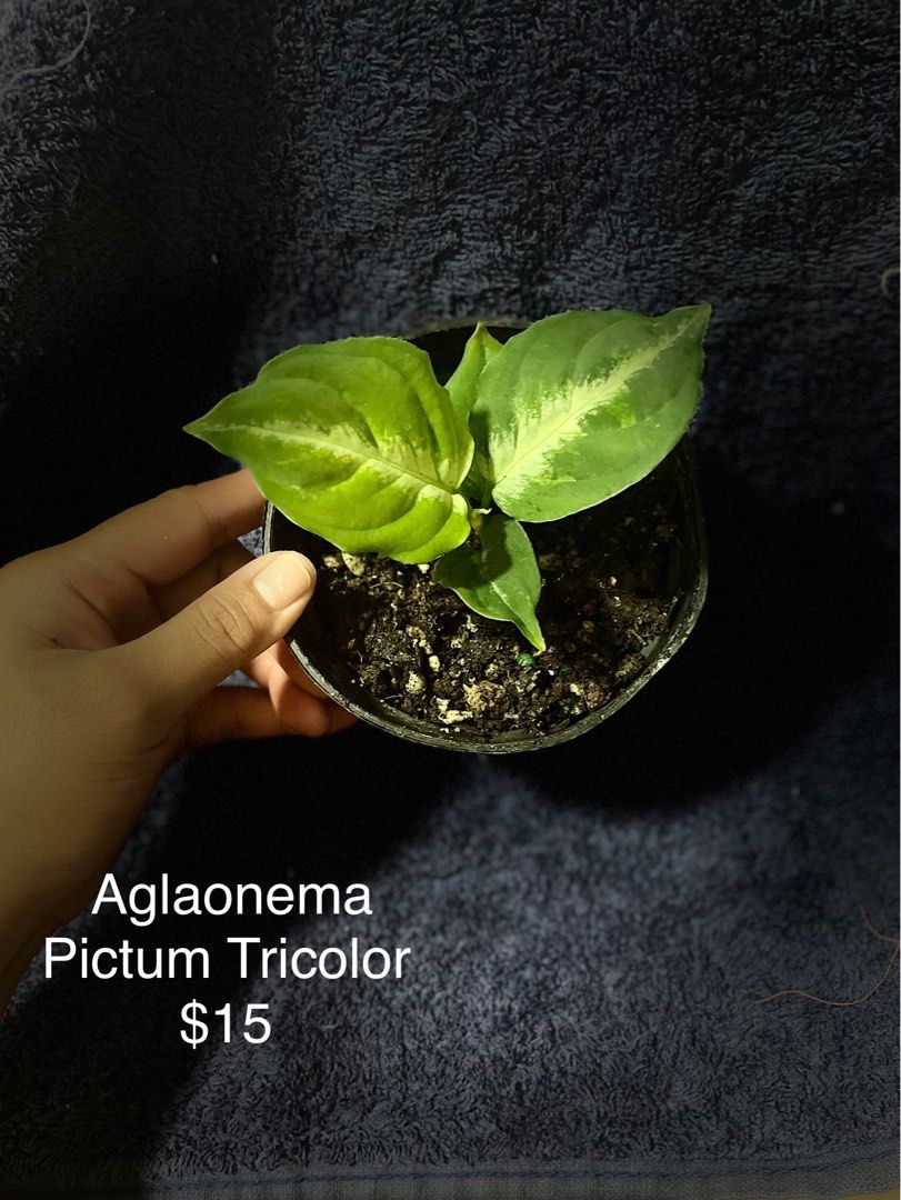 Aglaonema Pictum Tricolor, Furniture & Home Living, Gardening, Plants ...