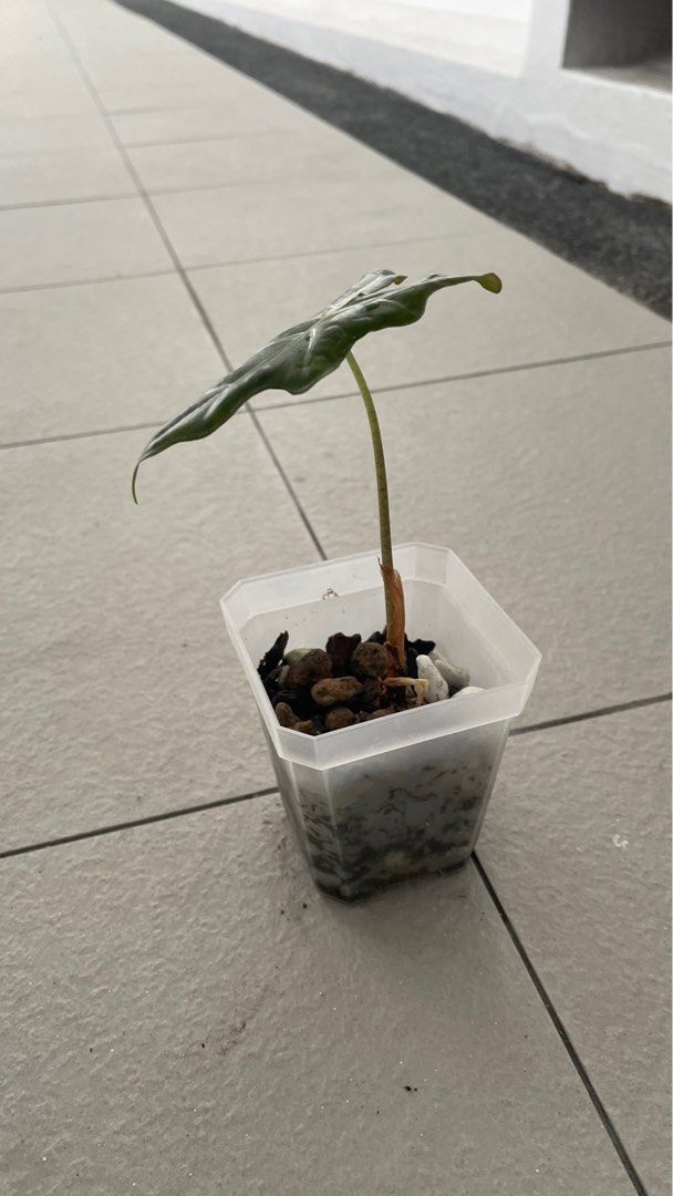Alocasia nobilis (baby), Furniture & Home Living, Gardening, Plants & Seeds on Carousell