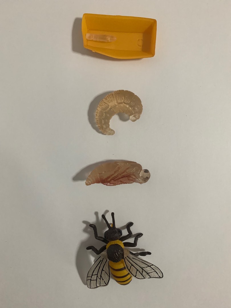 Bee Life Cycle Figurine, Hobbies & Toys, Toys & Games on Carousell