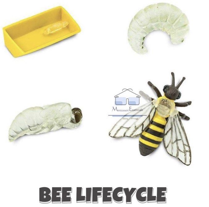 Bee Life Cycle Figurine, Hobbies & Toys, Toys & Games on Carousell