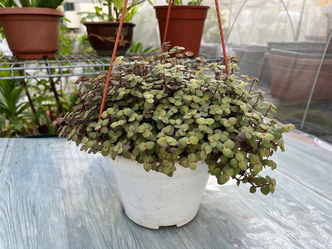 Callisia repens, Turtle Vine, Furniture & Home Living, Gardening ...