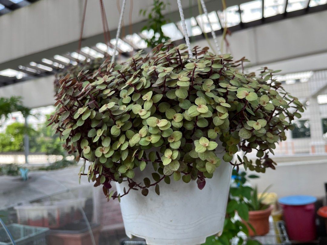 Callisia repens, Turtle Vine, Furniture & Home Living, Gardening ...