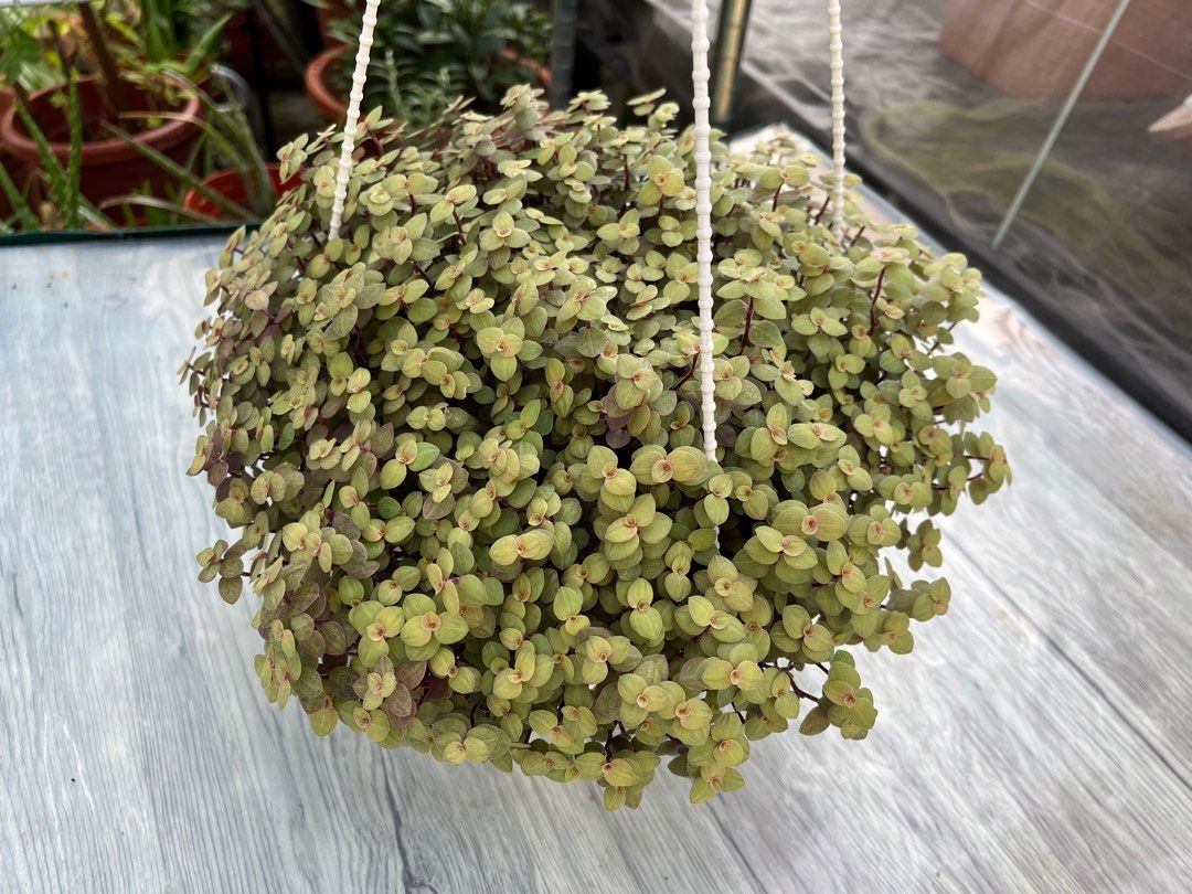 Callisia repens, Turtle Vine, Furniture & Home Living, Gardening ...