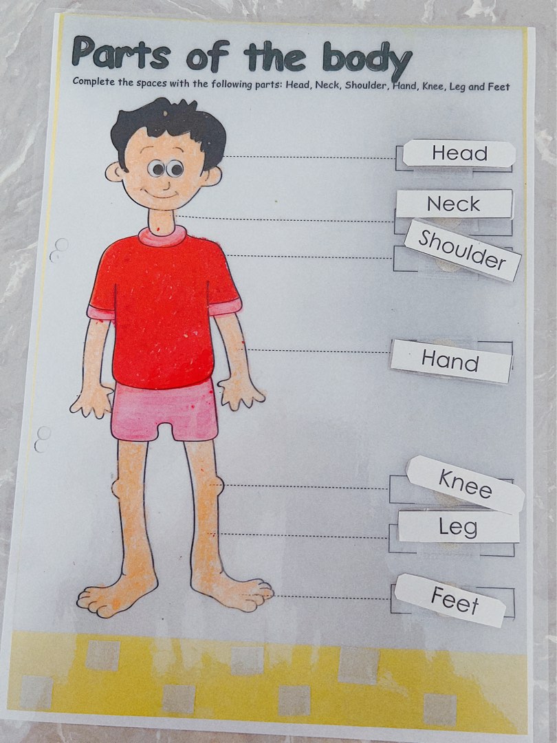 Fun learning parts of the body body part laminate Velcro, Hobbies ...
