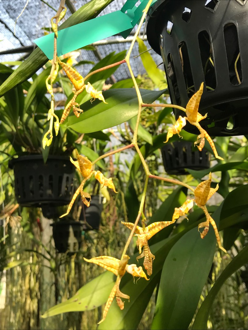 Gongora Pardina - slight spicy scent, Furniture & Home Living ...