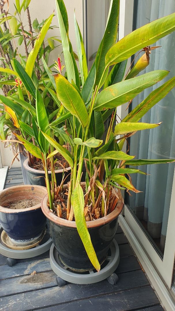 Heliconia (Parakeet Flower) plants, Furniture & Home Living, Gardening ...