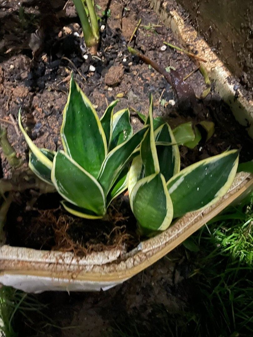 Indoor Dwarf Snake Plants, Furniture & Home Living, Gardening, Plants ...