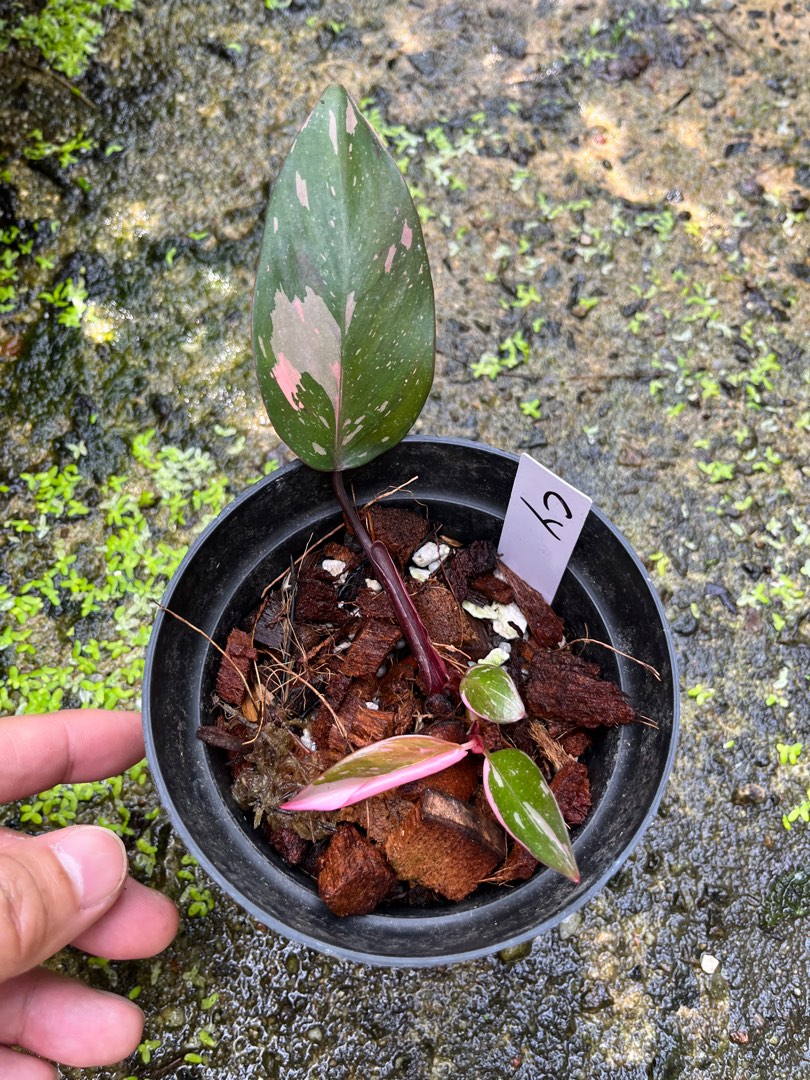 Philodendron Pink Princess Marble, Furniture & Home Living, Gardening ...