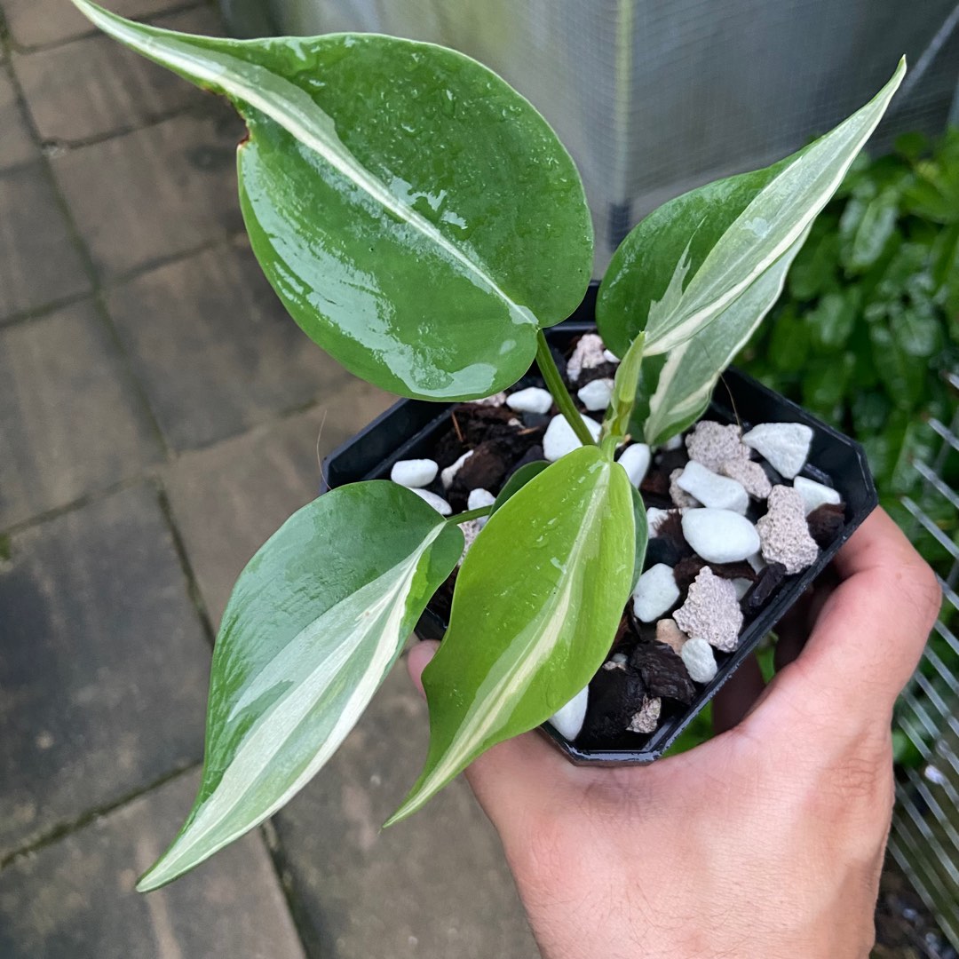 Philodendron Rio, Furniture & Home Living, Gardening, Plants & Seeds on ...