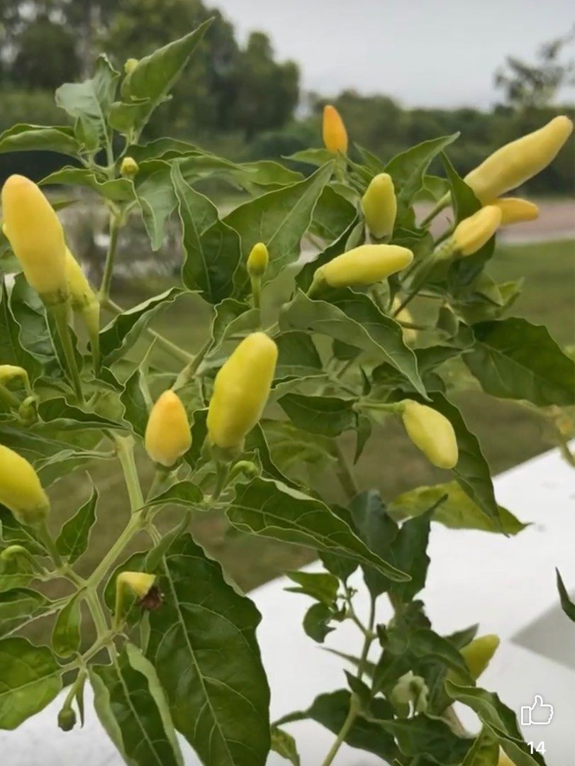 Pokok Cili Pepper Pedas Chilli Pepper Plant, Furniture & Home Living ...