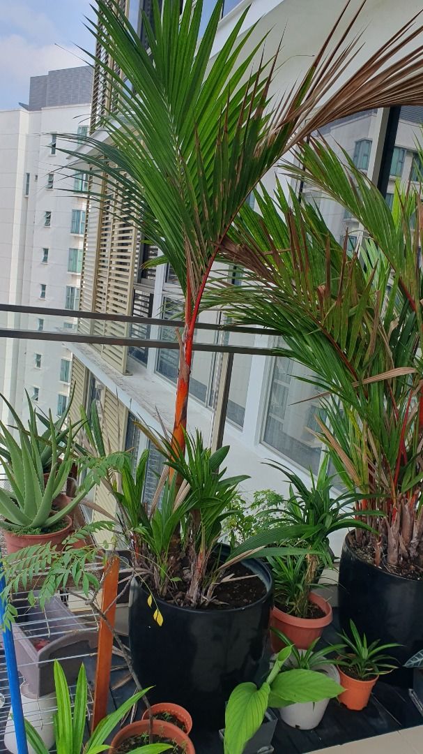 Red palm trees with special pots, Furniture & Home Living, Gardening ...