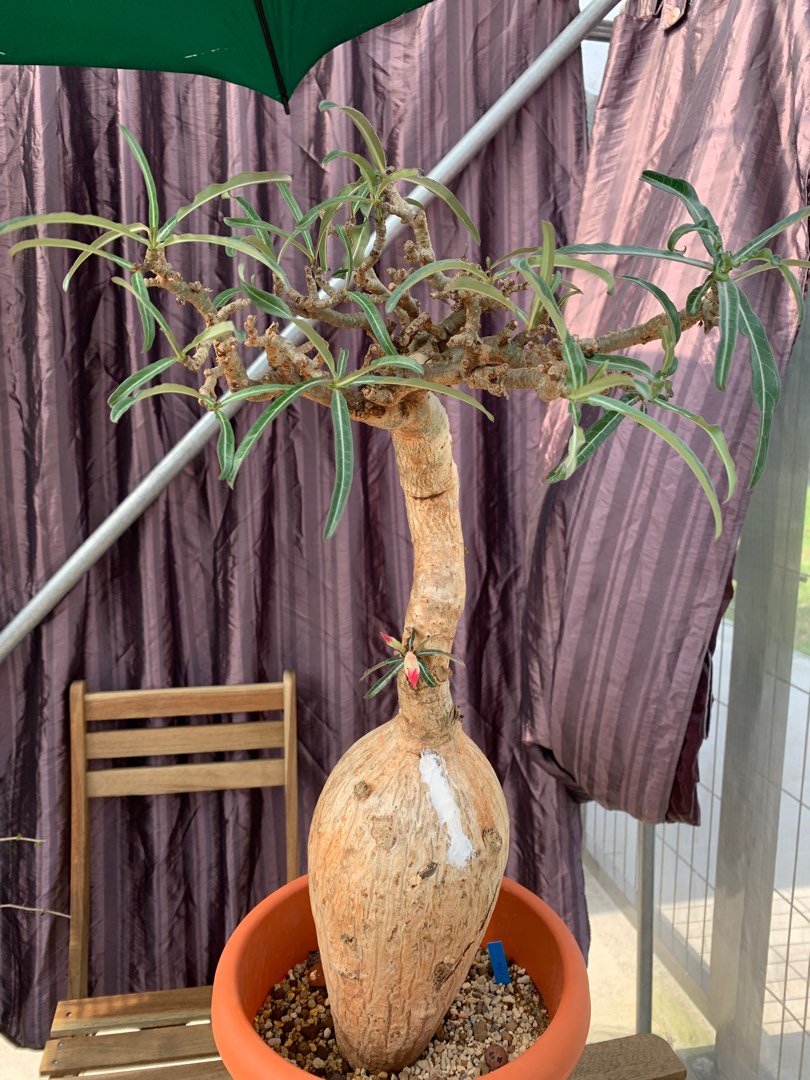 Adenium Nova Tanzania, Furniture & Home Living, Gardening, Plants ...
