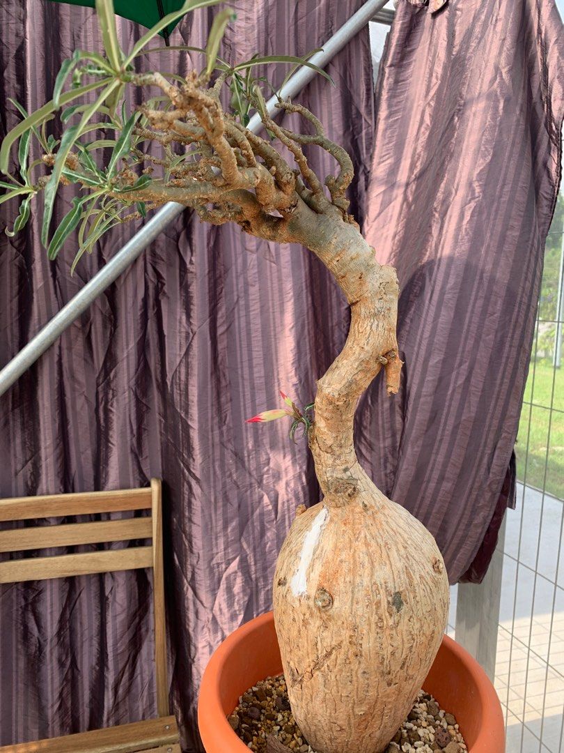 Adenium Nova Tanzania, Furniture & Home Living, Gardening, Plants ...