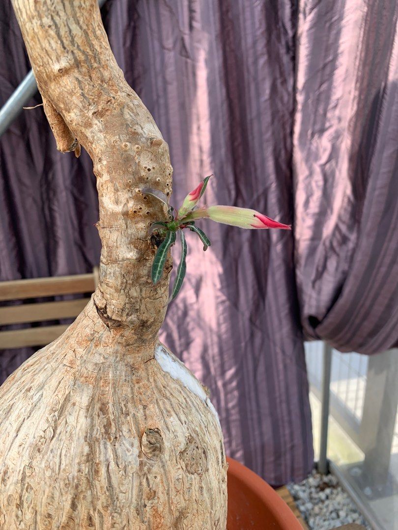 Adenium Nova Tanzania, Furniture & Home Living, Gardening, Plants ...