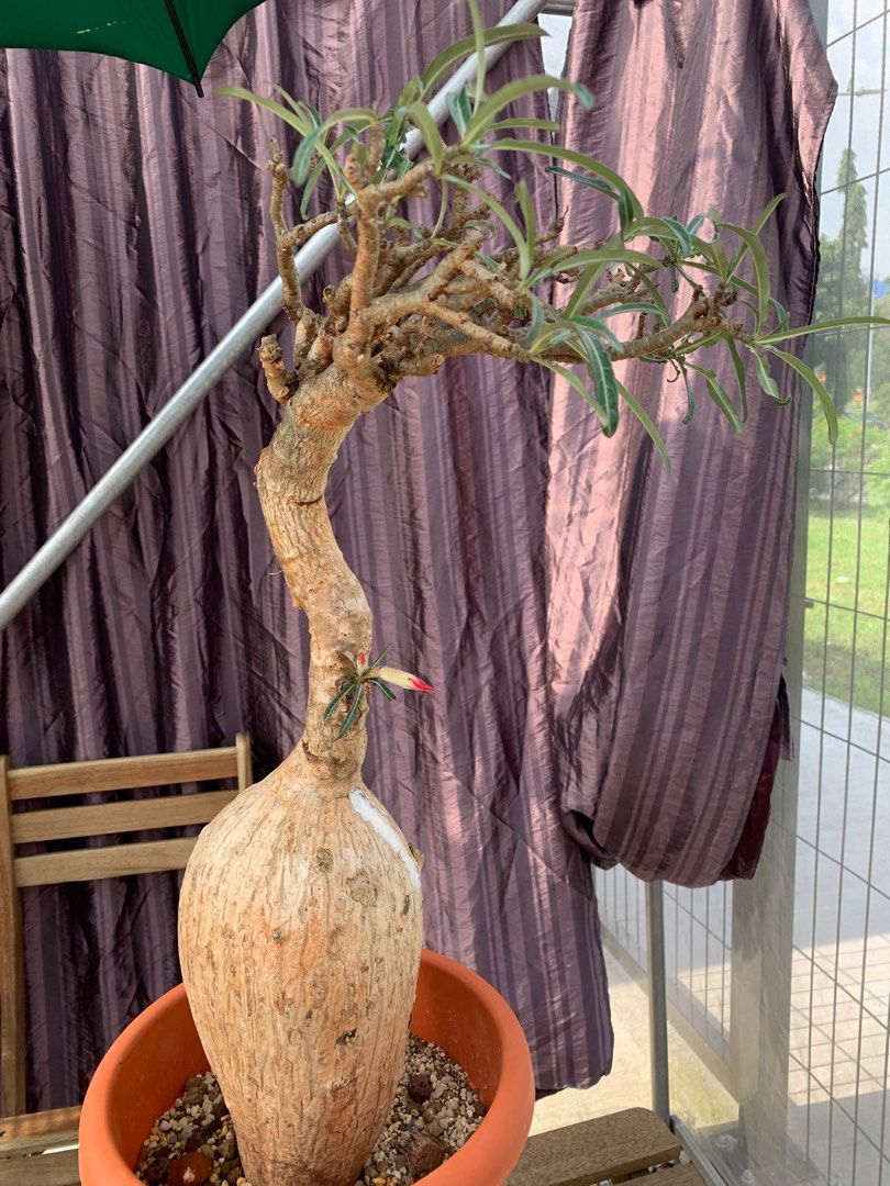 Adenium Nova Tanzania, Furniture & Home Living, Gardening, Plants ...