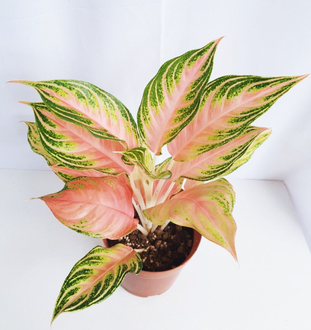 Aglaonema Pink Panama, Furniture & Home Living, Gardening, Plants ...